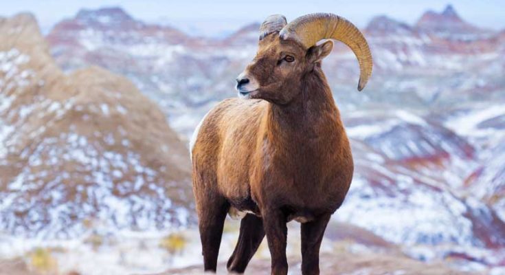Animal Symbolism: Ram Meaning on Whats-Your-Sign.com