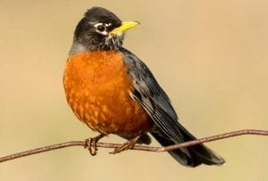 Animal Symbolism: Red Robin Meaning on Whats-Your-Sign.com
