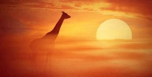 Solar Animal Symbolism. List of Sun Animals For You on Whats-Your-Sign