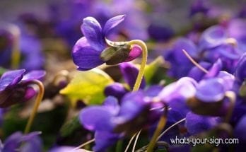 Symbolic Violet Meaning and Flower Meaning on Whats-Your-Sign.com