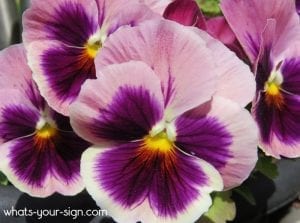 Symbolic Violet Meaning and Flower Meaning on Whats-Your-Sign.com