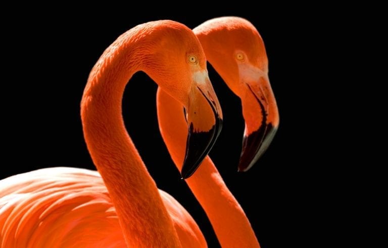 Symbolic Flamingo Facts and Flamingo Totem Meanings Whats-Your-Sign