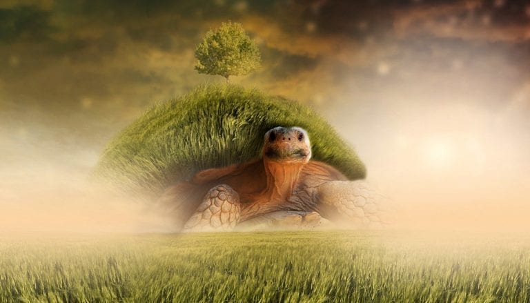 Symbolic Turtle Legends: World Turtle and Turtle Island Meaning on ...