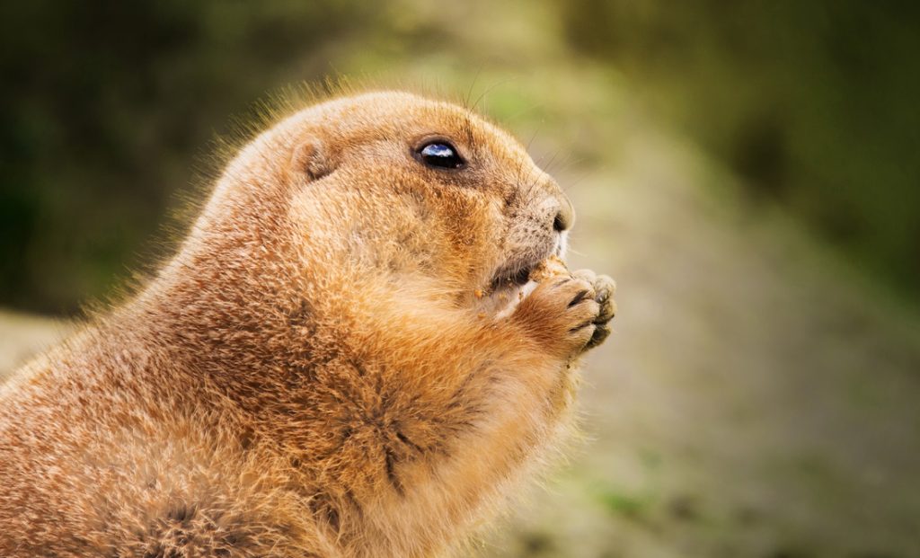 Groundhog Day Meaning and History on Whats-Your-Sign.com