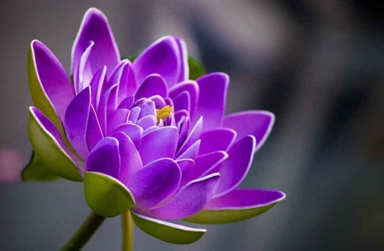 Interpreting Flower Meanings and Symbolism on Whats-Your-Sign