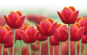 Interpreting Flower Meanings and Symbolism on Whats-Your-Sign