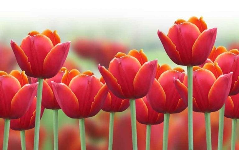 Month of March Meaning and Symbolism | Whats-Your-Sign.com