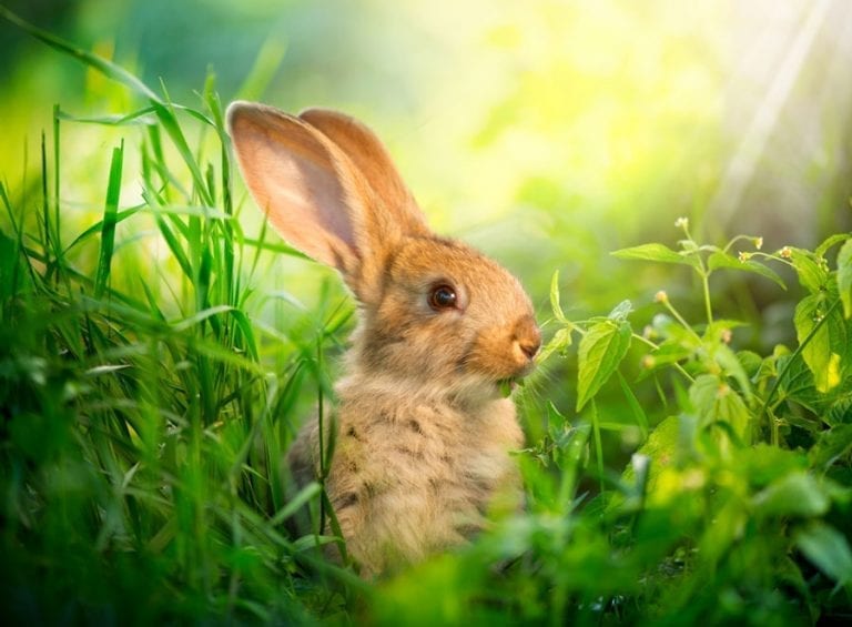 Power Animals of April - Whats-Your-Sign.com