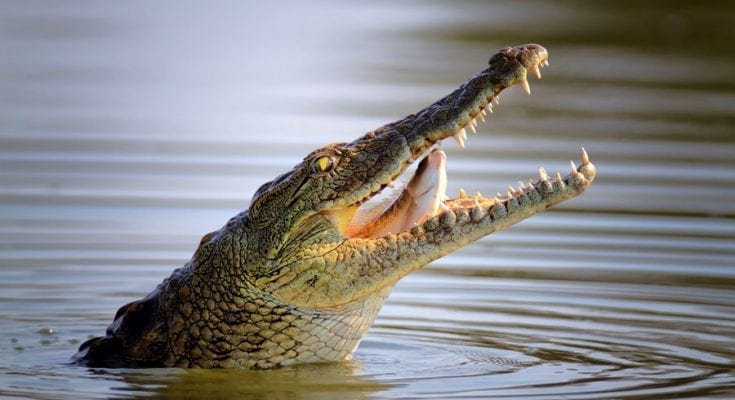 Crocodile Totem Meanings and Messages on Whats-Your-Sign.com Crocodile Totem Meanings and Messages on Whats-Your-Sign.com