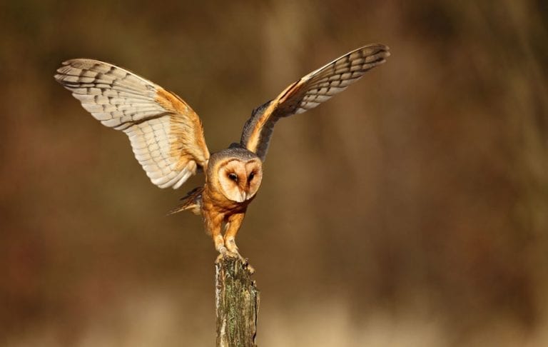Animal Symbolism: Owl Symbolism and Owl Meaning