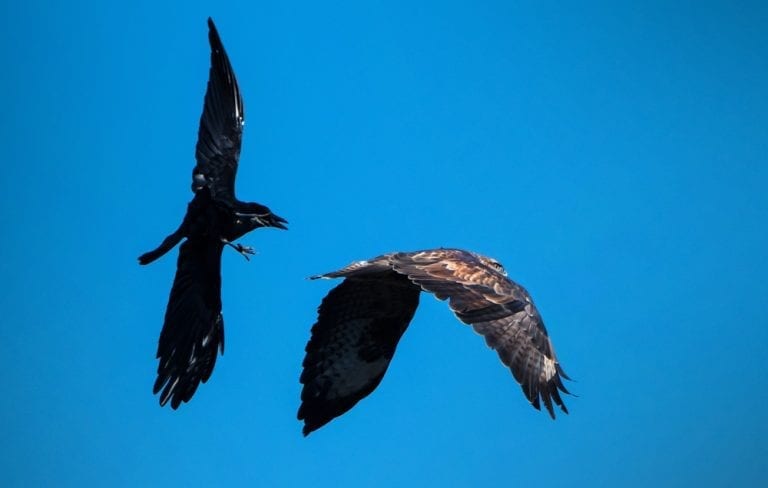 Hawk and Raven Meaning: Some insight and Native American wisdom on ...