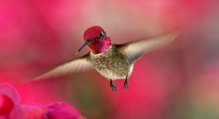 Humdinger Hummingbird Totem Messages for You on Whats-Your-Sign.com