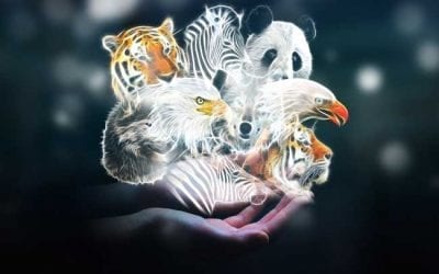 Animal Totem Meanings From Armadillo to Zebra on Whats-Your-Sign.com