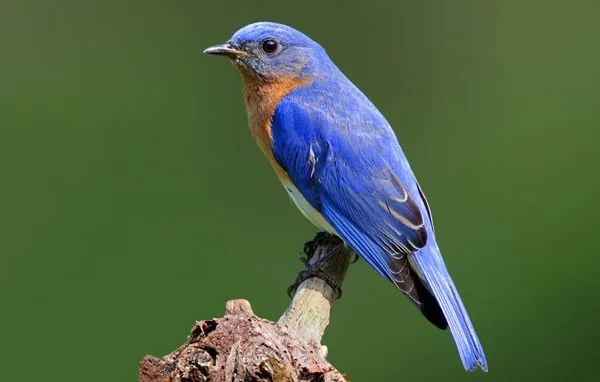 Blue Bird Representation