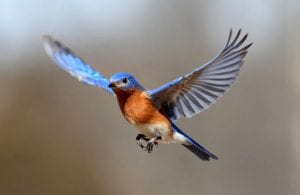 Symbolic Bluebird Meaning by Avia from Whats-Your-Sign