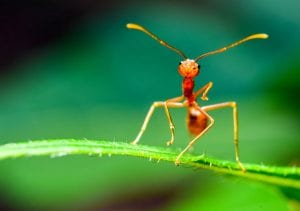 The Art of Anting: Symbolic Lessons From Crows and Ants - Whats-Your ...