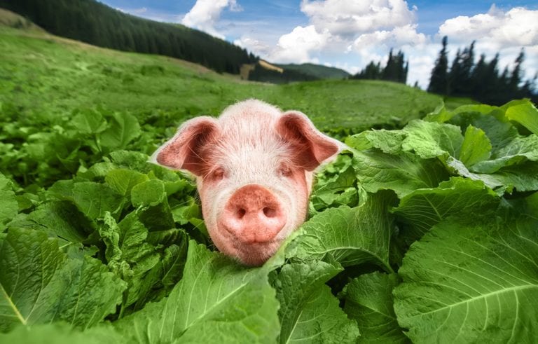 Symbolic Pig Meaning and Message by Avia on Whats-Your-Sign