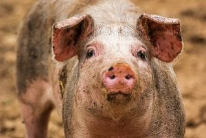 Symbolic Pig Meaning and Message by Avia on Whats-Your-Sign