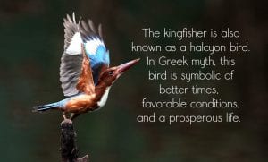 Meaning of Halcyon Days | The Bird, the Myth and the Legend of Halcyon ...