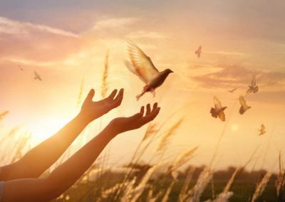 Meaning of Halcyon Days | The Bird, the Myth and the Legend of Halcyon ...