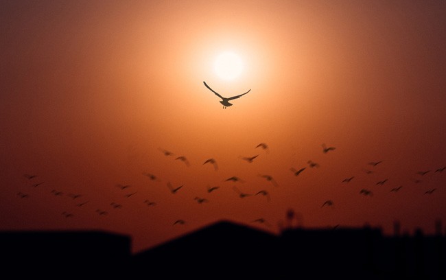 meaning of halcyon days - Whats-Your-Sign.com