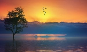 Meaning of Halcyon Days | The Bird, the Myth and the Legend of Halcyon ...