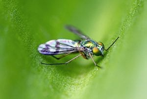 symbolic fly meaning - Whats-Your-Sign.com