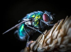 Symbolic Fly Meaning | The Buzz About the Fly in Myth, Legend and ...