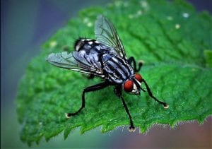symbolic fly meaning - Whats-Your-Sign.com