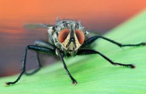Symbolic Fly Meaning | The Buzz About the Fly in Myth, Legend and ...