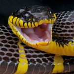 Chthonic Meaning | Chthonic Creatures in Myth and Lore | by Avia on ...