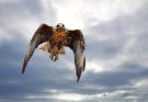 Symbolic Hawk Meaning and Hawk Totem on Whats-Your-Sign