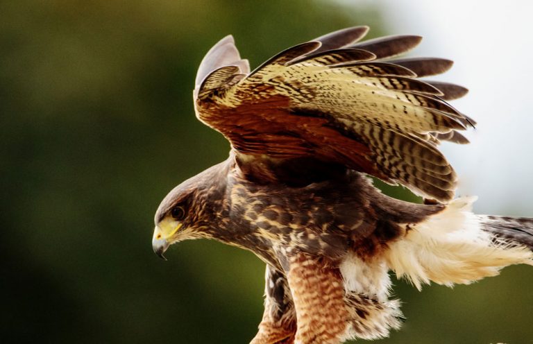 Bird Omens | Interpreting Bird Signs | Bird Messages | by Avia on Whats ...