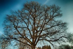 Celtic Meaning: Oak Tree Symbolism in Ogham on Whats-Your-Sign.com