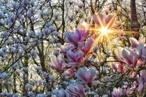 Spring Zodiac Signs and Meaning | Your Seasonal Astrology Insight ...