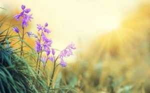 Spring Zodiac Signs and Meaning | Your Seasonal Astrology Insight ...