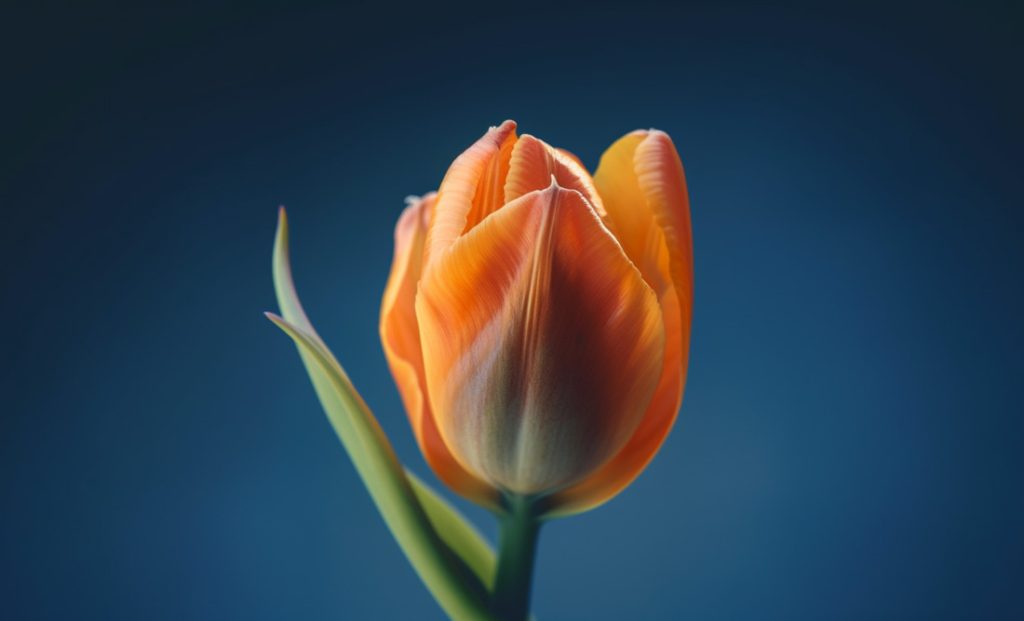 Meaning of Springtime | Do-Over's and New Beginnings of Spring | by ...