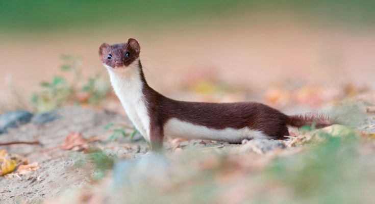 Symbolic Meaning of the Weasel | Messages and Weasel Wisdom | by Avia ...