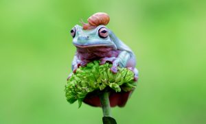 Power Animals of April - Whats-Your-Sign.com