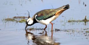 Symbolic Lapwing Meaning | Exploring Plover and Lapwing Bird Meaning ...