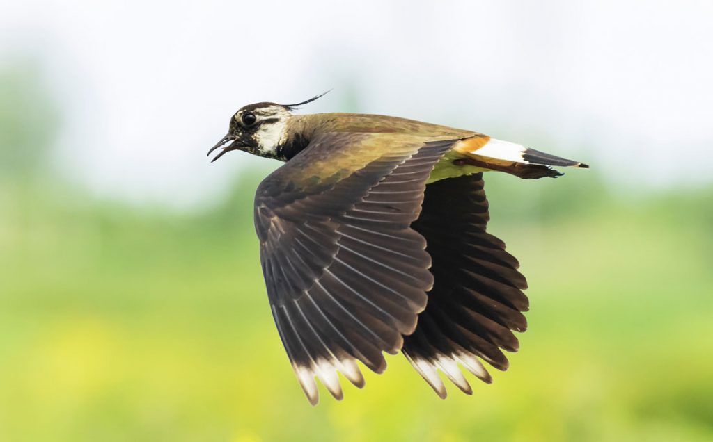Symbolic Lapwing Meaning | Exploring Plover and Lapwing Bird Meaning ...