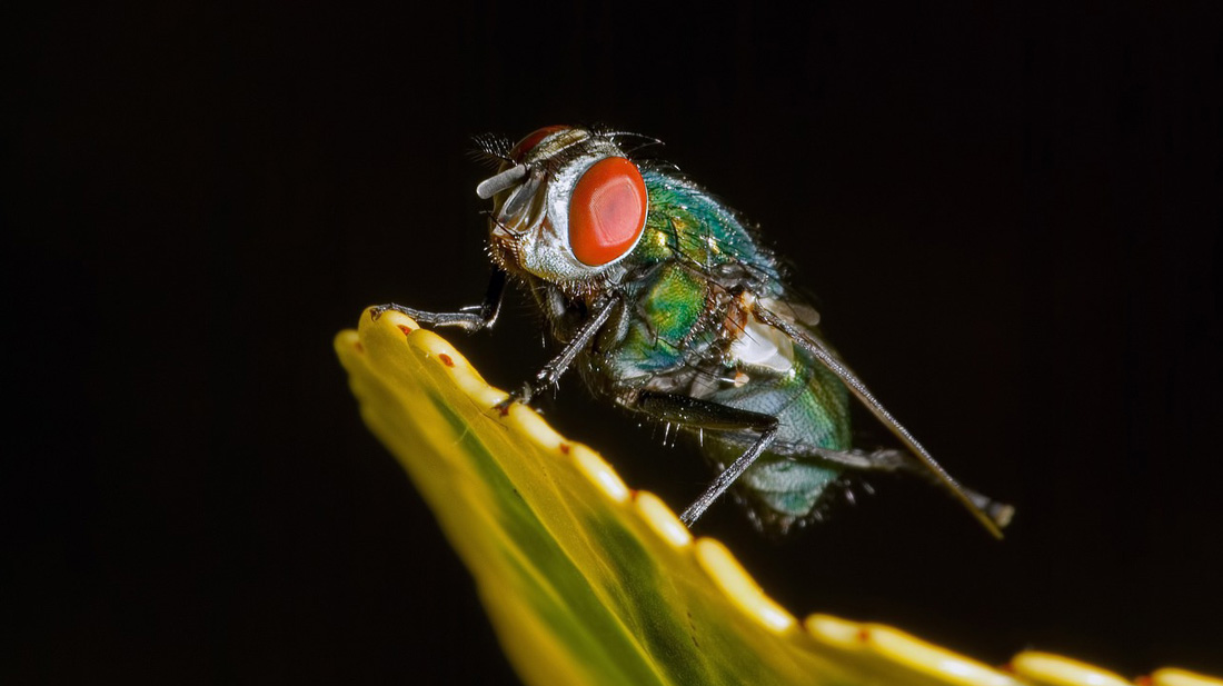 Fly Lessons and Meaningful Messages from the Fly - Whats-Your-Sign.com