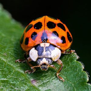 Lucky Bugs | Insects Symbolic of Good Fortune | Bugs of Prosperity | by ...