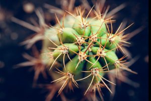 Cactus Meaning and Insights - Whats-Your-Sign.com