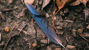 Finding Feathers | Meaning of Finding Feathers | Whats-Your-Sign