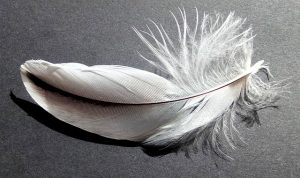 Finding Feathers | Meaning of Finding Feathers | Whats-Your-Sign