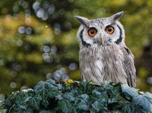 Why Are Owls Associated with Learning? - Whats-Your-Sign.com