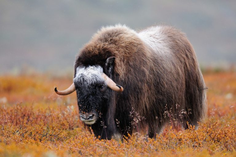 Ox Meaning and Love Messages - Whats-Your-Sign.com