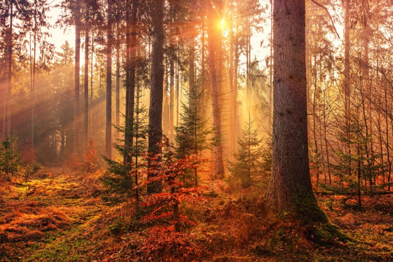 Autumn Symbolism - Whats-Your-Sign.com