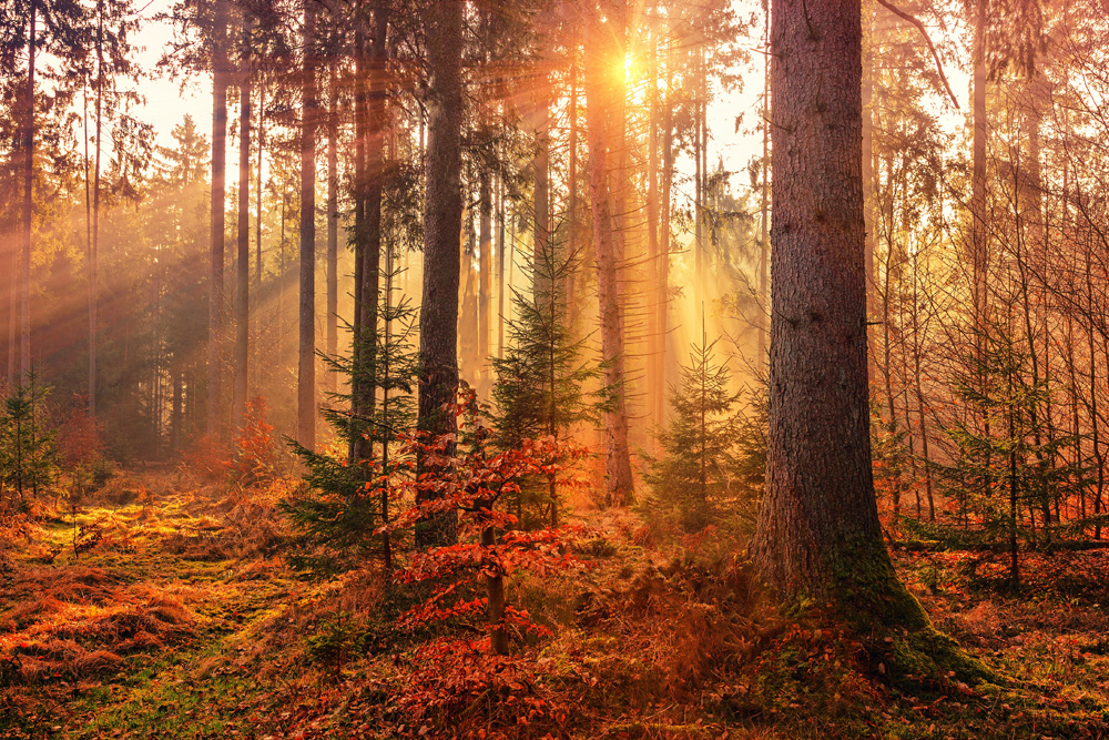 Autumn Symbolism Whats Your Sign